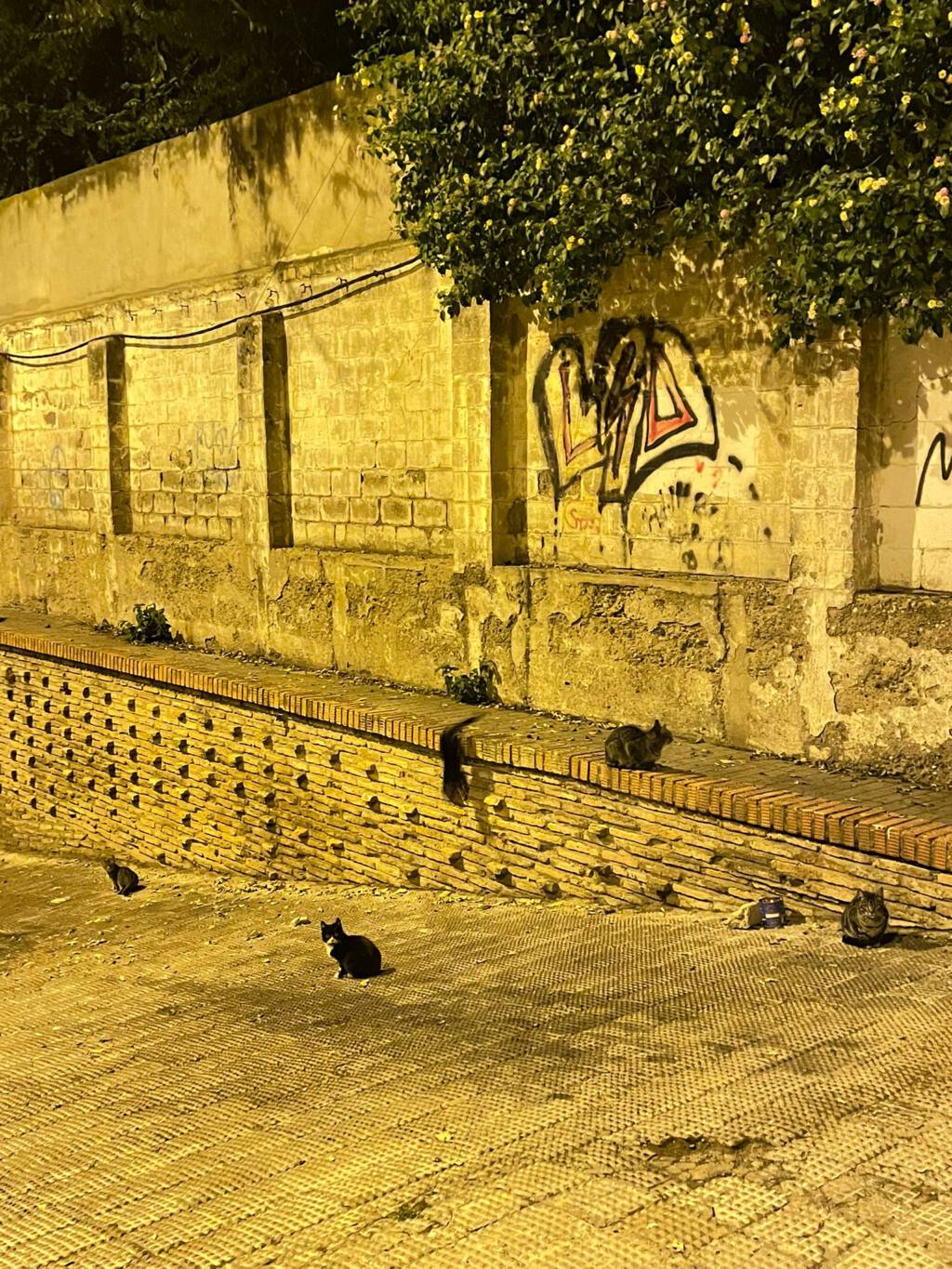 ME MARCHO CON LOS GATOS - Pepepérez Cuentacuentos